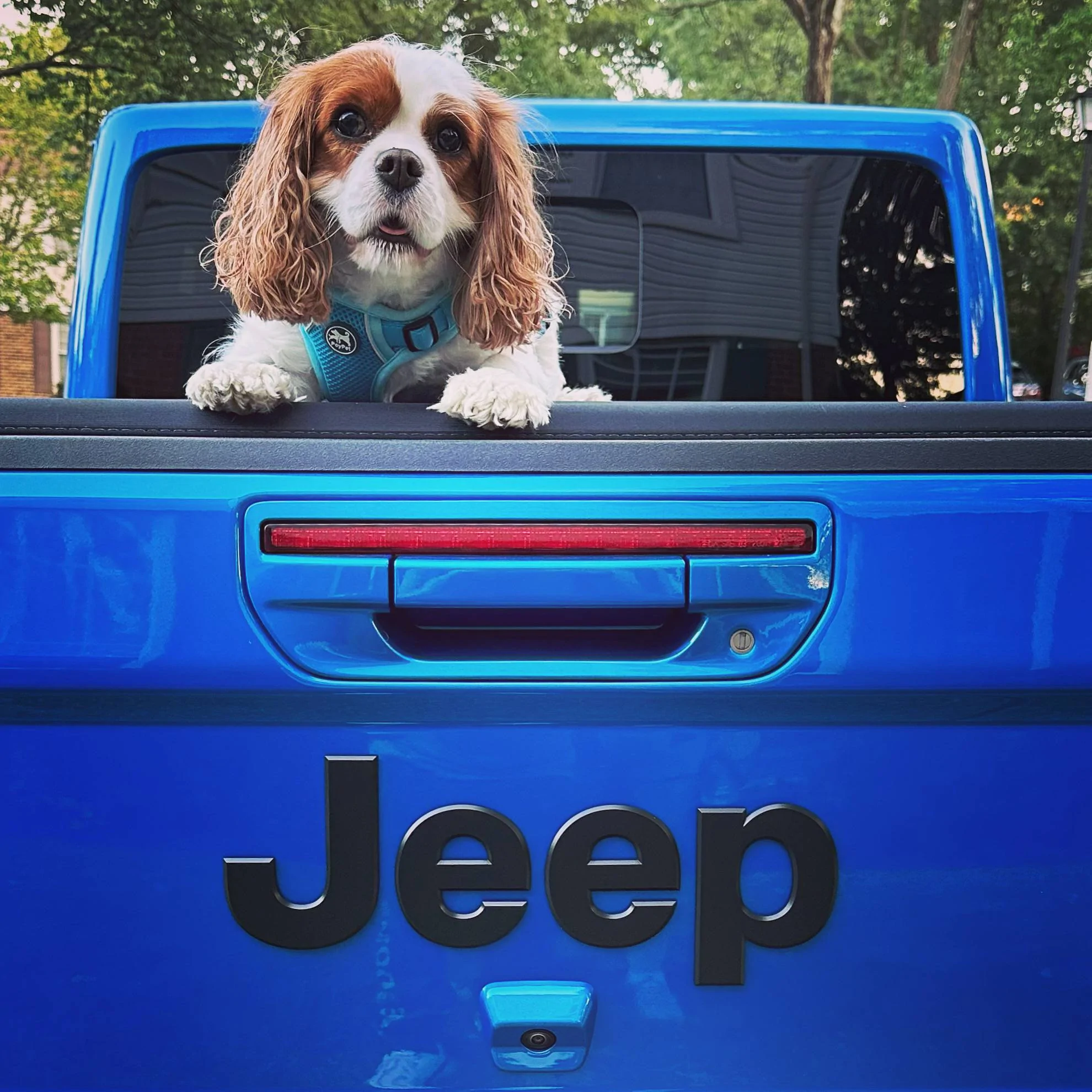 Let’s see your pets cause they are the best companion you can have ...