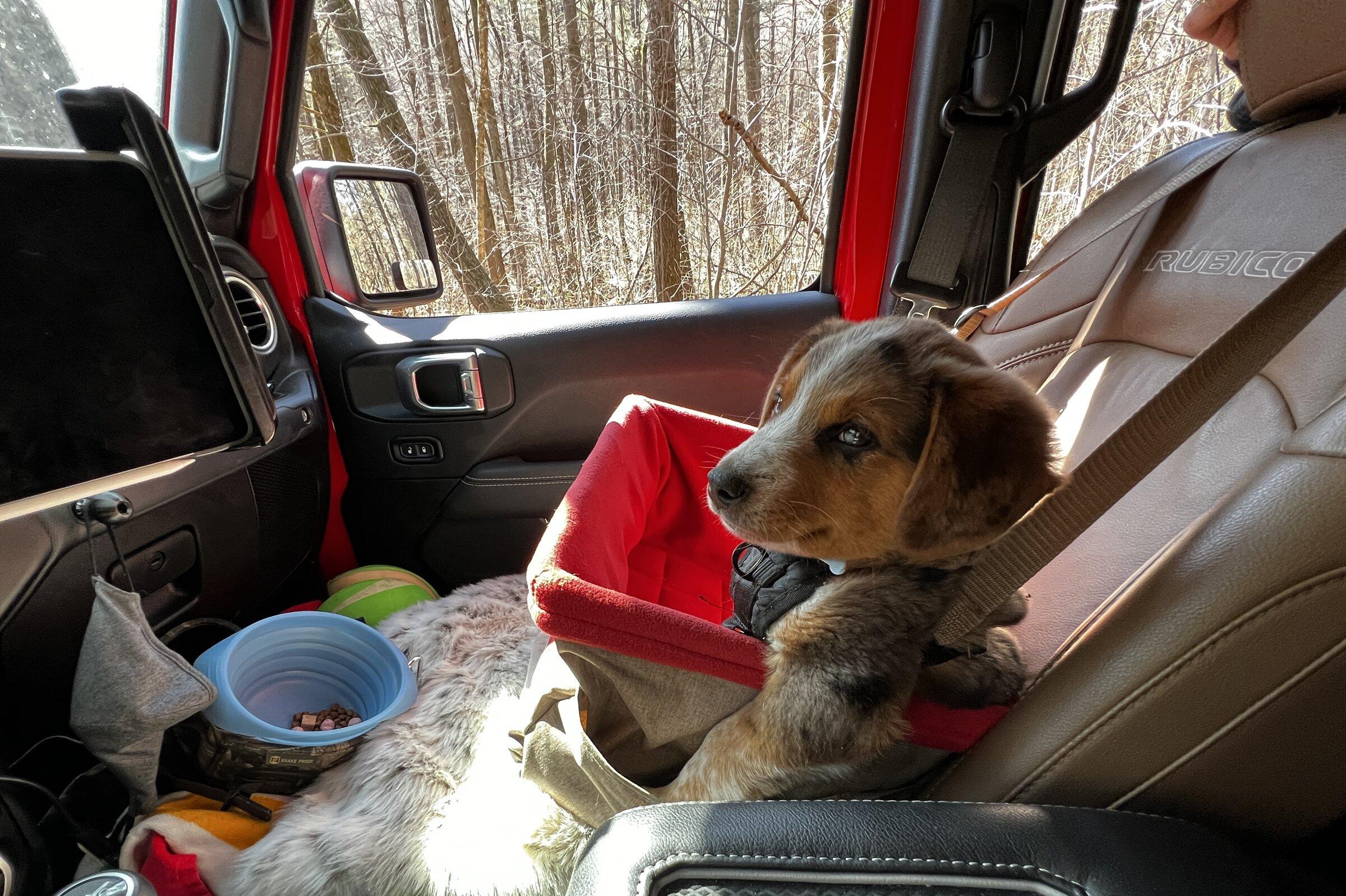 Let’s see your pets cause they are the best companion you can have ...