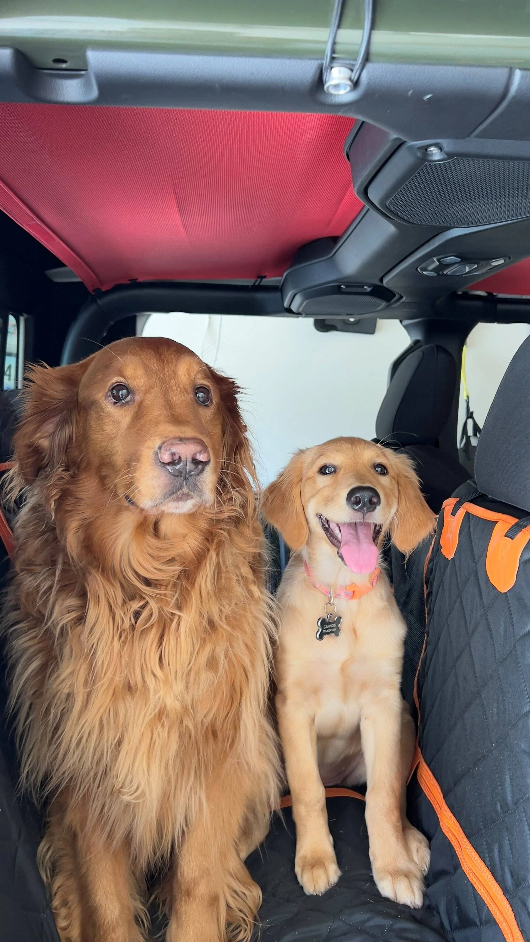 Let’s see your pets cause they are the best companion you can have ...