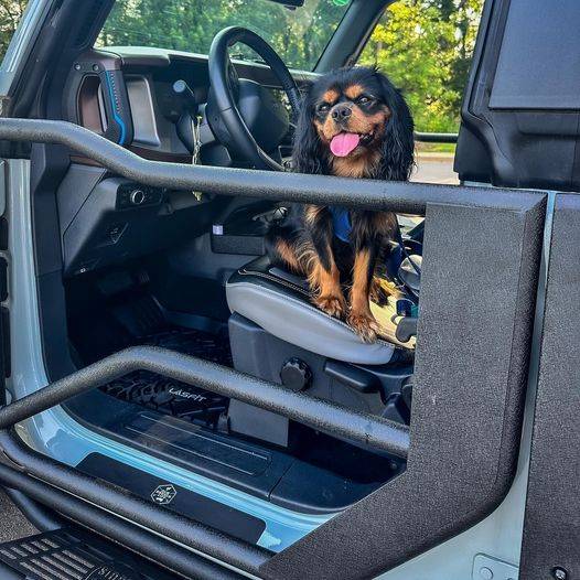 Capturing Moments with Pets | Jeep Gladiator (JT) News, Forum ...