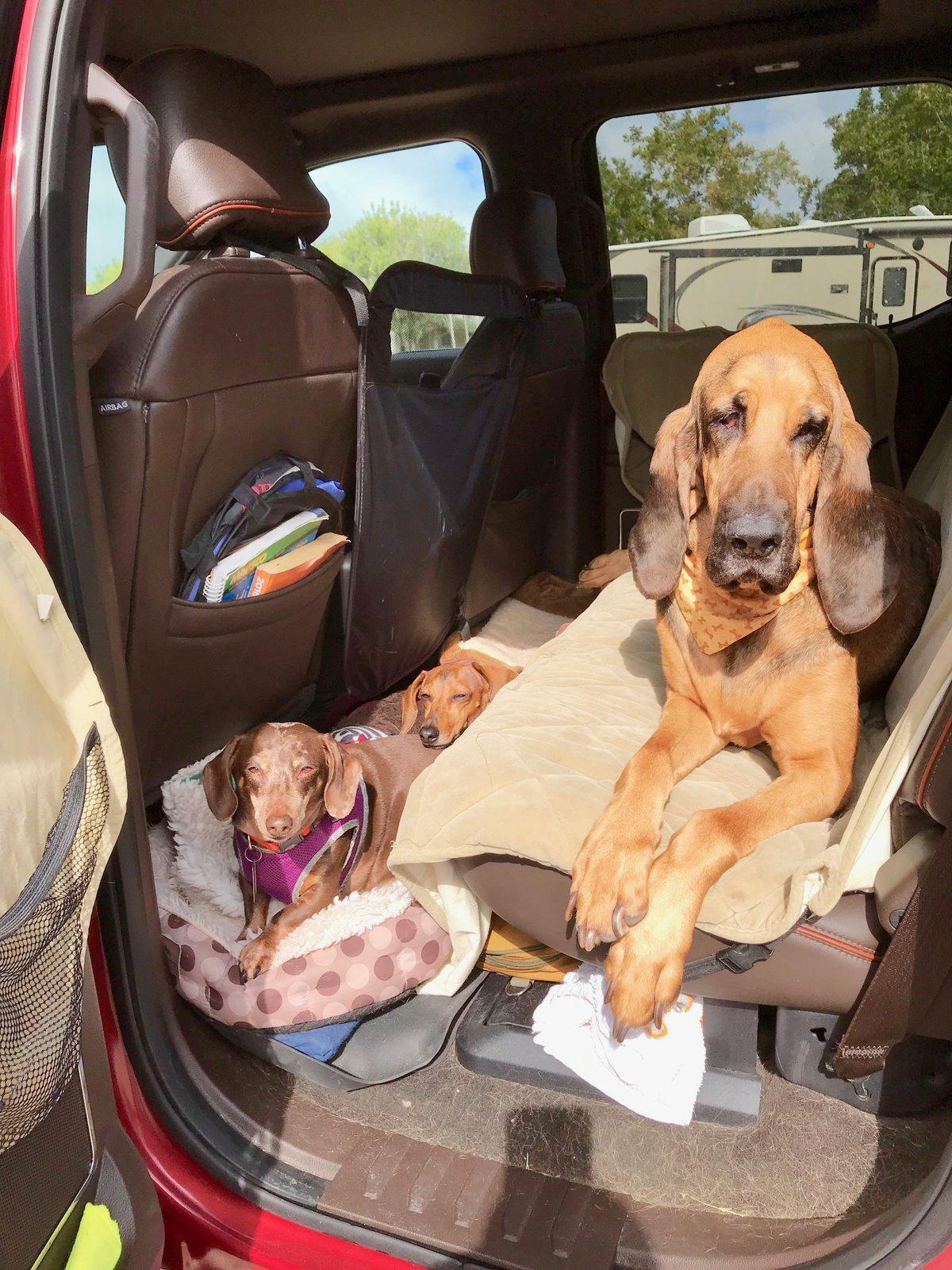Let’s see your pets cause they are the best companion you can have ...