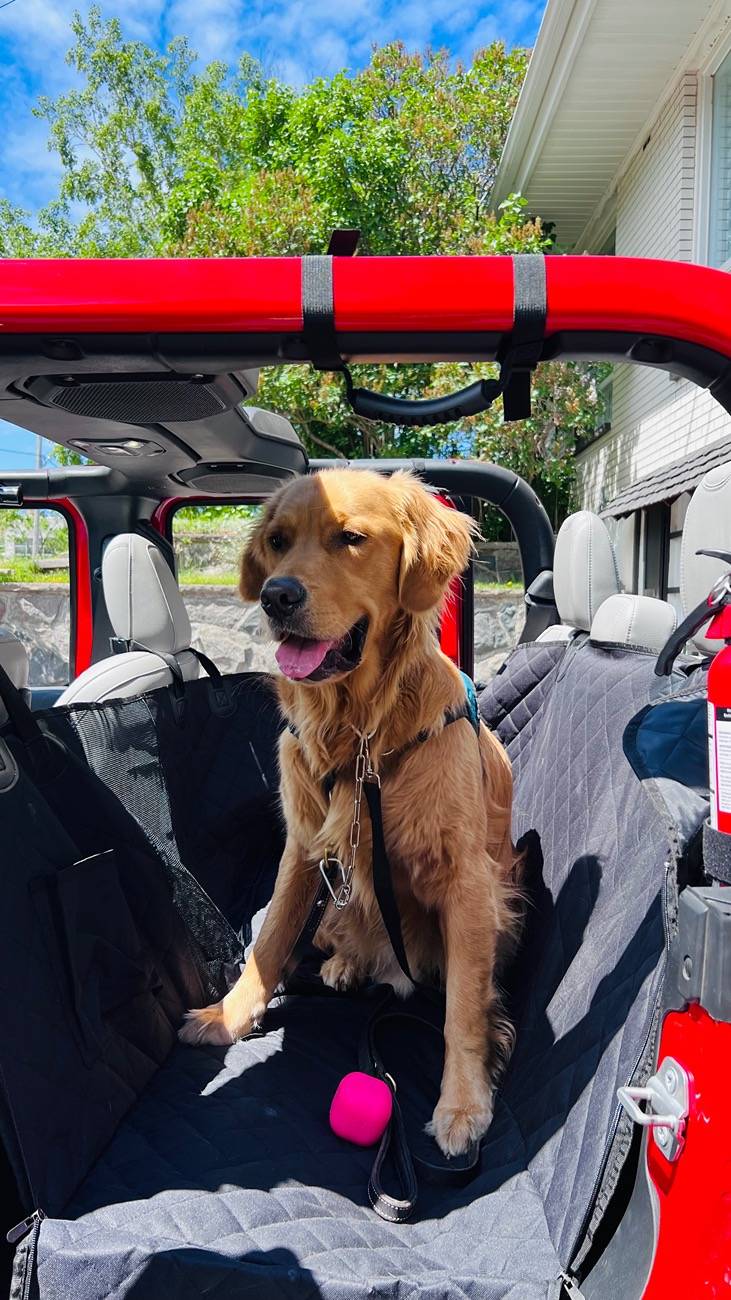 Capturing Moments with Pets | Jeep Gladiator (JT) News, Forum ...