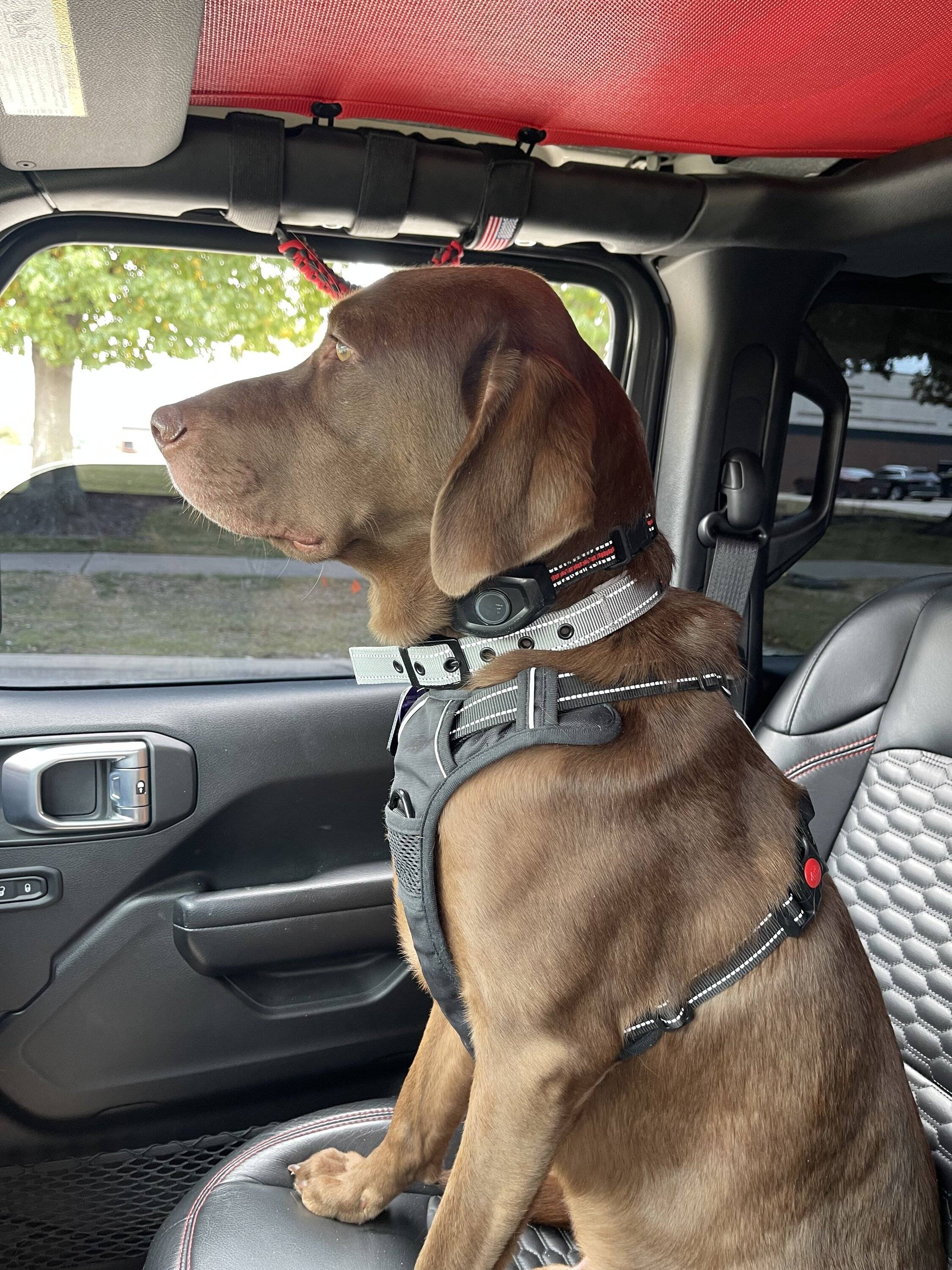 Dogs and Jeeps | Jeep Gladiator (JT) News, Forum, Community ...