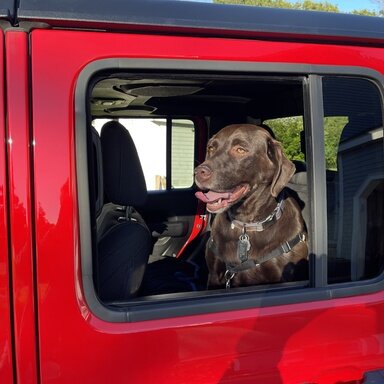 ISO overhead gun rack | Jeep Gladiator Forum - JeepGladiatorForum.com